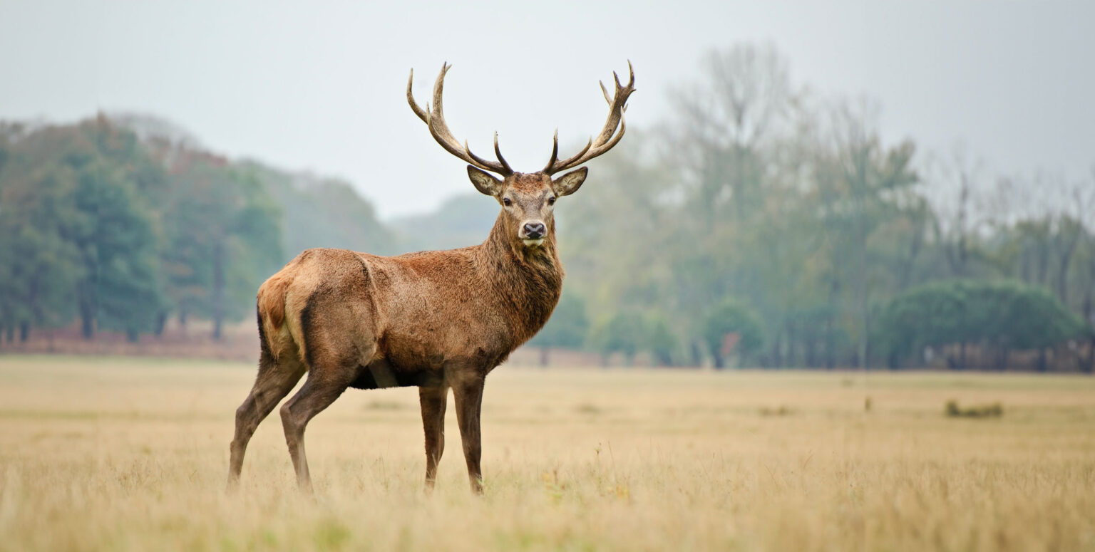 Game Time Meats Deer Processing, Butcher Shop | Holly MI